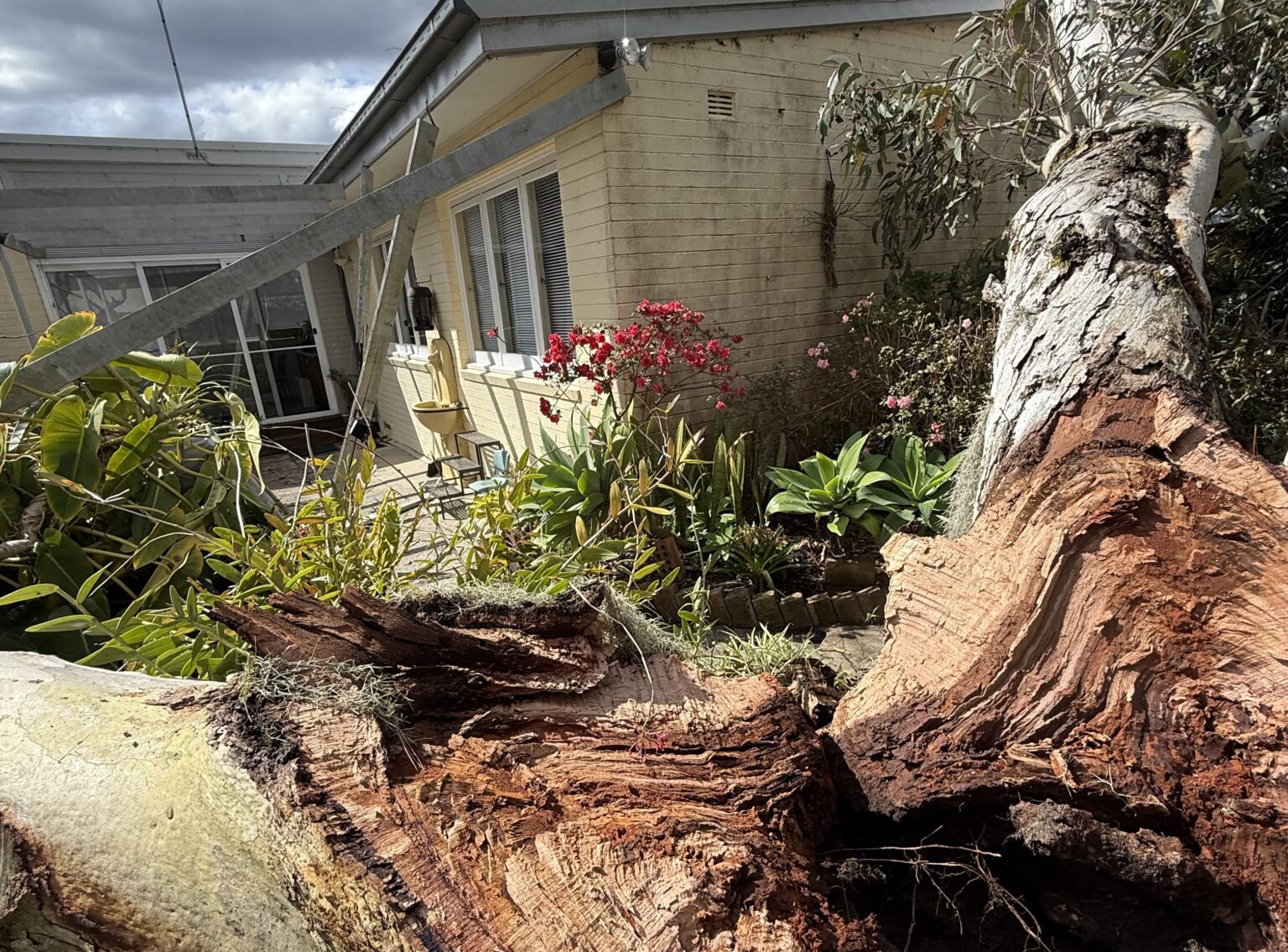 Termite Tree Treatment: How to Save Your Trees Safely